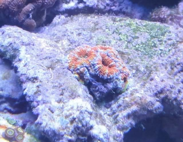 Acan Experts. Help please | Reef2Reef