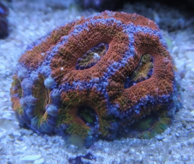 Acan Experts. Help please | Reef2Reef