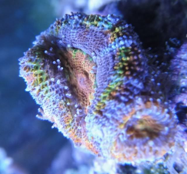 Acan Experts. Help please | Reef2Reef