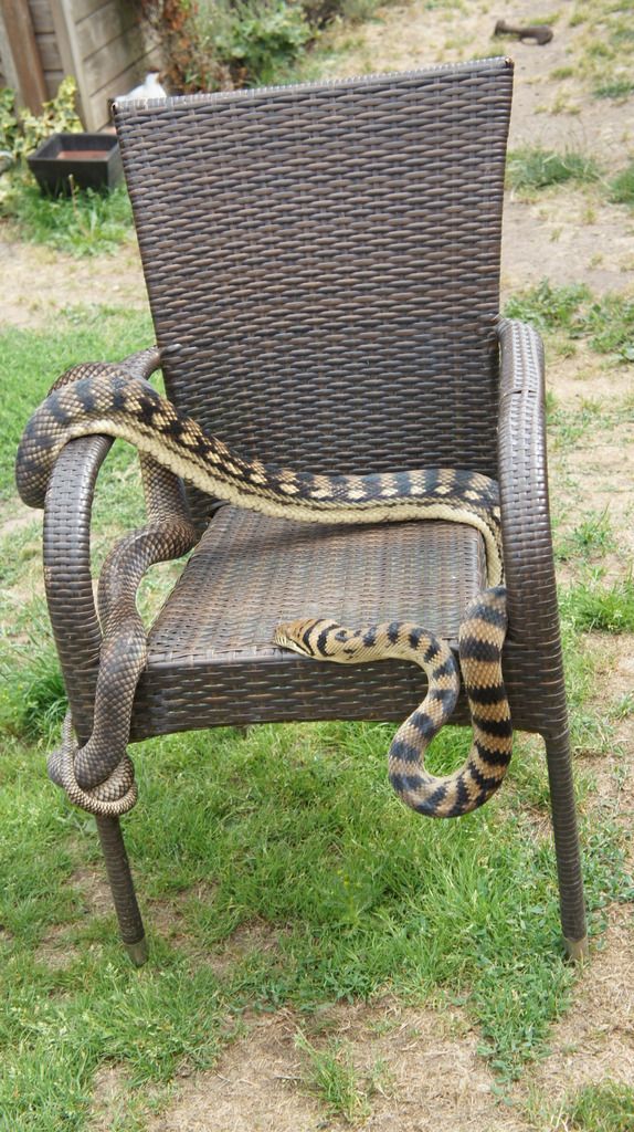 E Midlands - Large Female Bar-neck Scrub Python | Reptile Forums