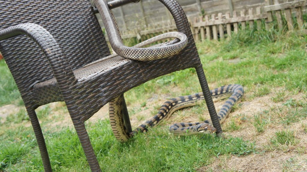 E Midlands - Large Female Bar-neck Scrub Python | Reptile Forums