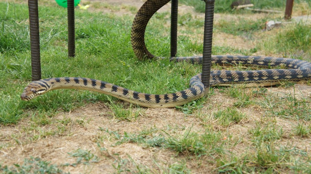 E Midlands - Large Female Bar-neck Scrub Python | Reptile Forums