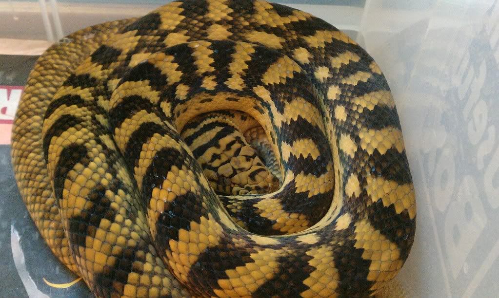 Barneck Scrub Python Eggs! | Reptile Forums