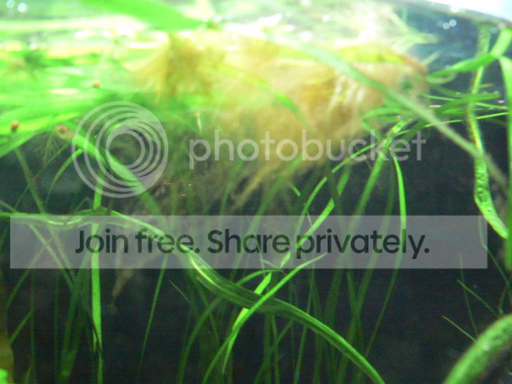 What is this brown stringy algae? | Aquatic Plant Forum