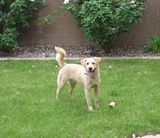 Got a dog named Bailey | Silent K\'s Thoughts and Happenings