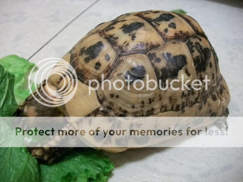 Libyan Greek | Tortoise Forum