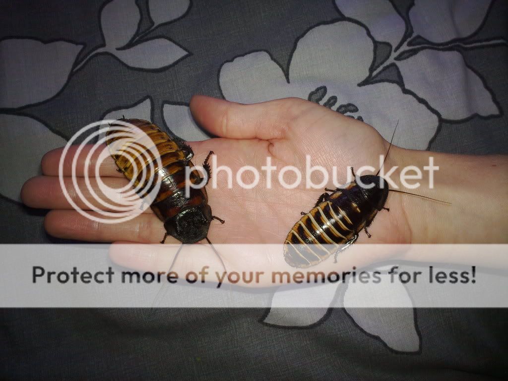 E Midlands - Tiger striped giant hissing roaches (Princisia vanwerebeki ...