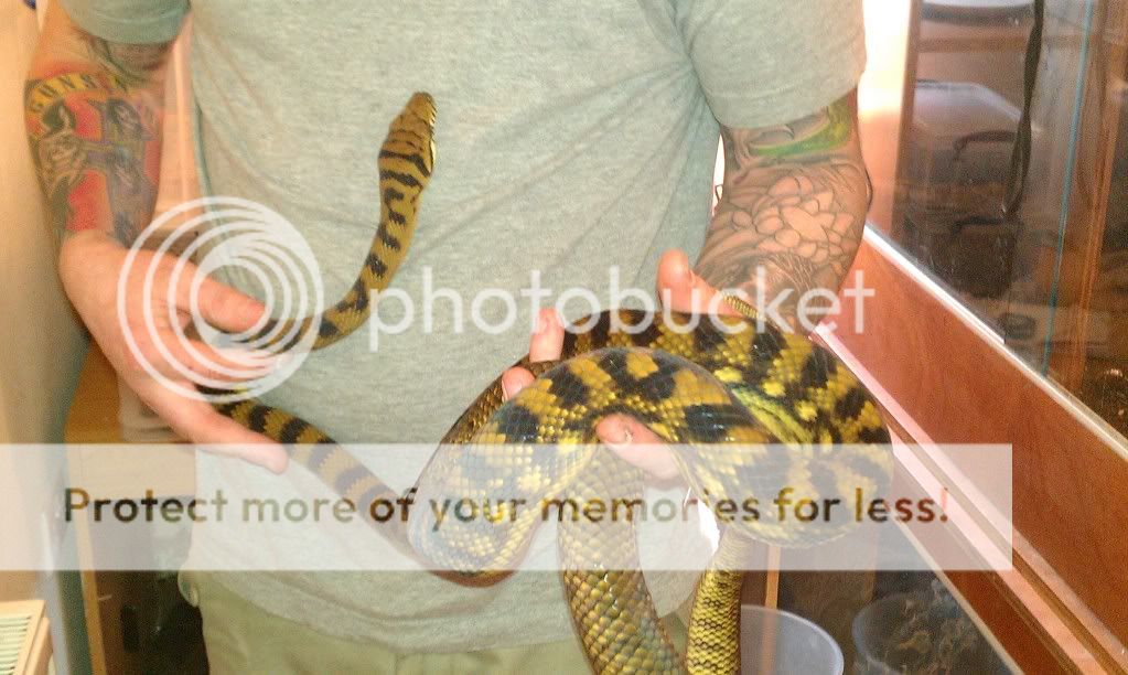 Cheeky Barneck Scrub Python Pic | Reptile Forums