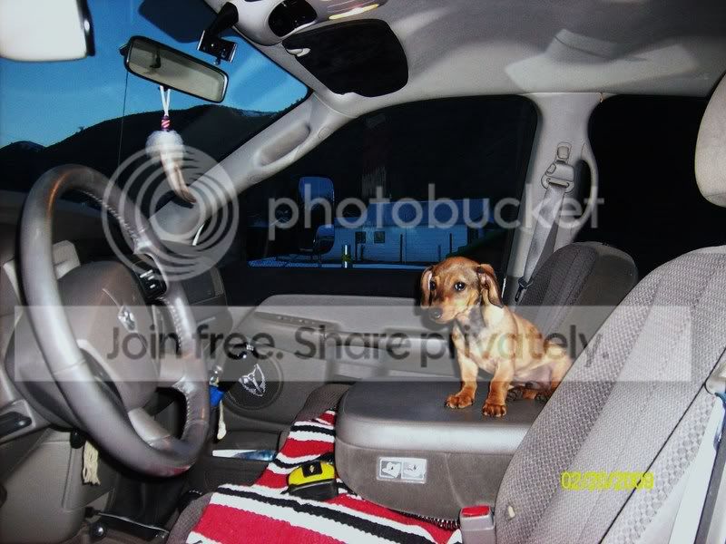 Show Off Your Pups in Your Trucks | Page 13 | Cummins Diesel Forum