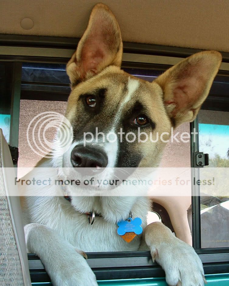 Panda GSD | German Shepherds Forum