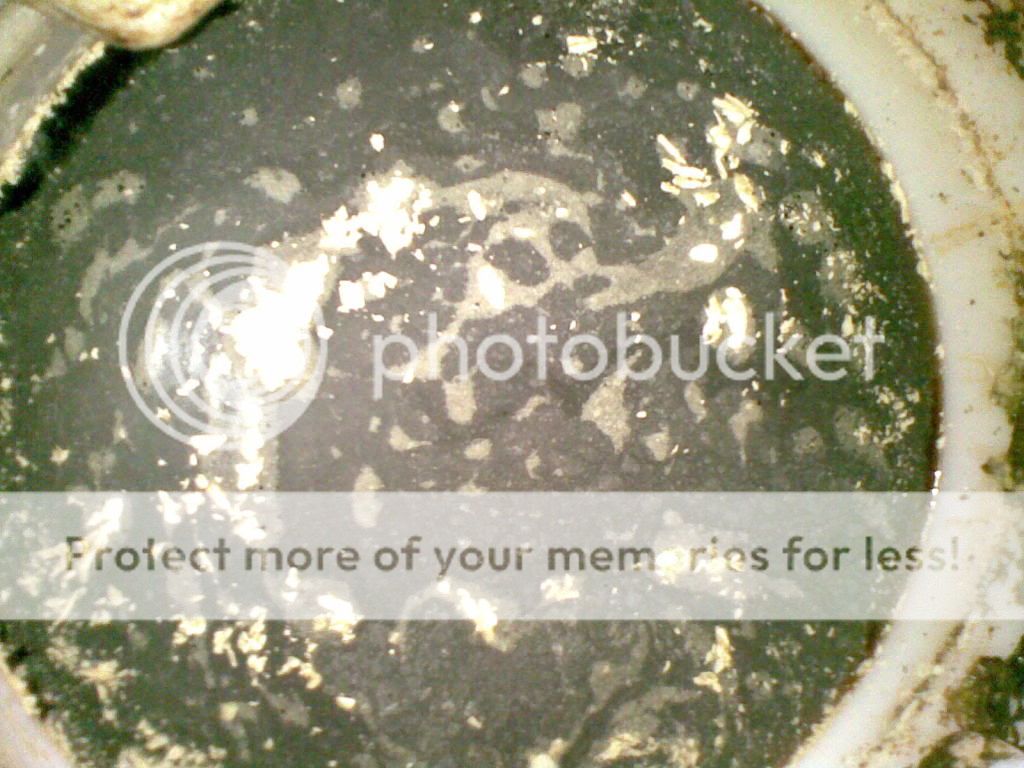 contaminated beer? - Home Brew Forum