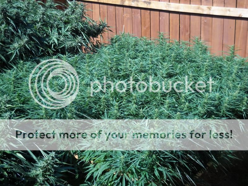 Outdoor Scrog Grow Questions | Rollitup