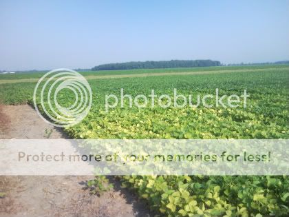 Yellow Soybeans: What is the Cause? | Agriculture in Ohio - **note ...